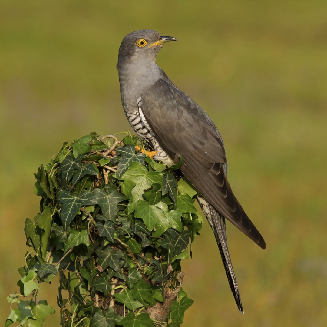 Common Cuckoo by Clive Daelman - BirdGuides