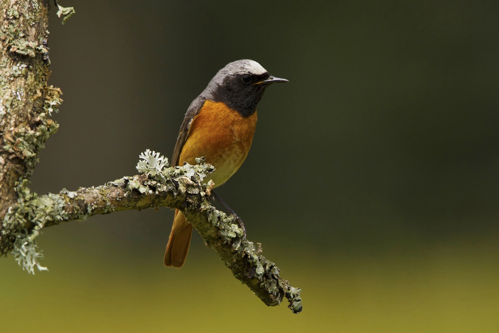Common Redstart by Clive Daelman - BirdGuides
