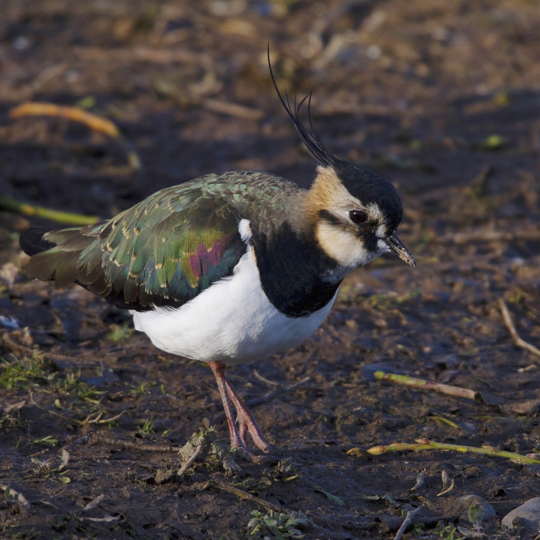 Northern Lapwing by Clive Daelman - BirdGuides