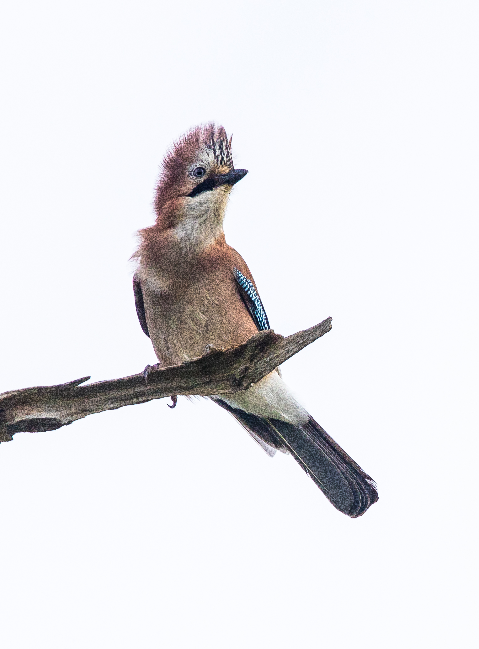 Jay by Peter Beesley - BirdGuides