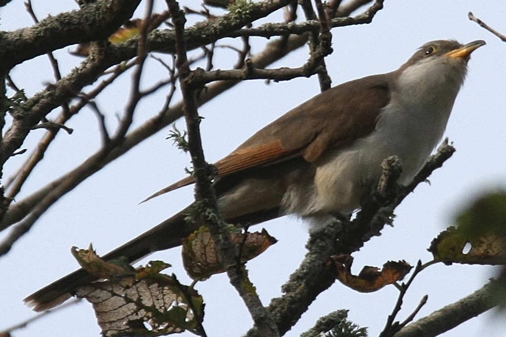 Yellow-billed Cuckoo by Gordon Wright - BirdGuides