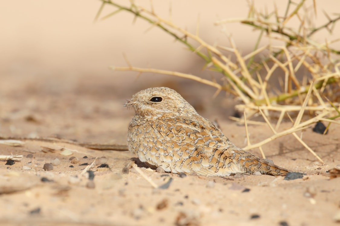 Golden Nightjar by Josh Jones - BirdGuides