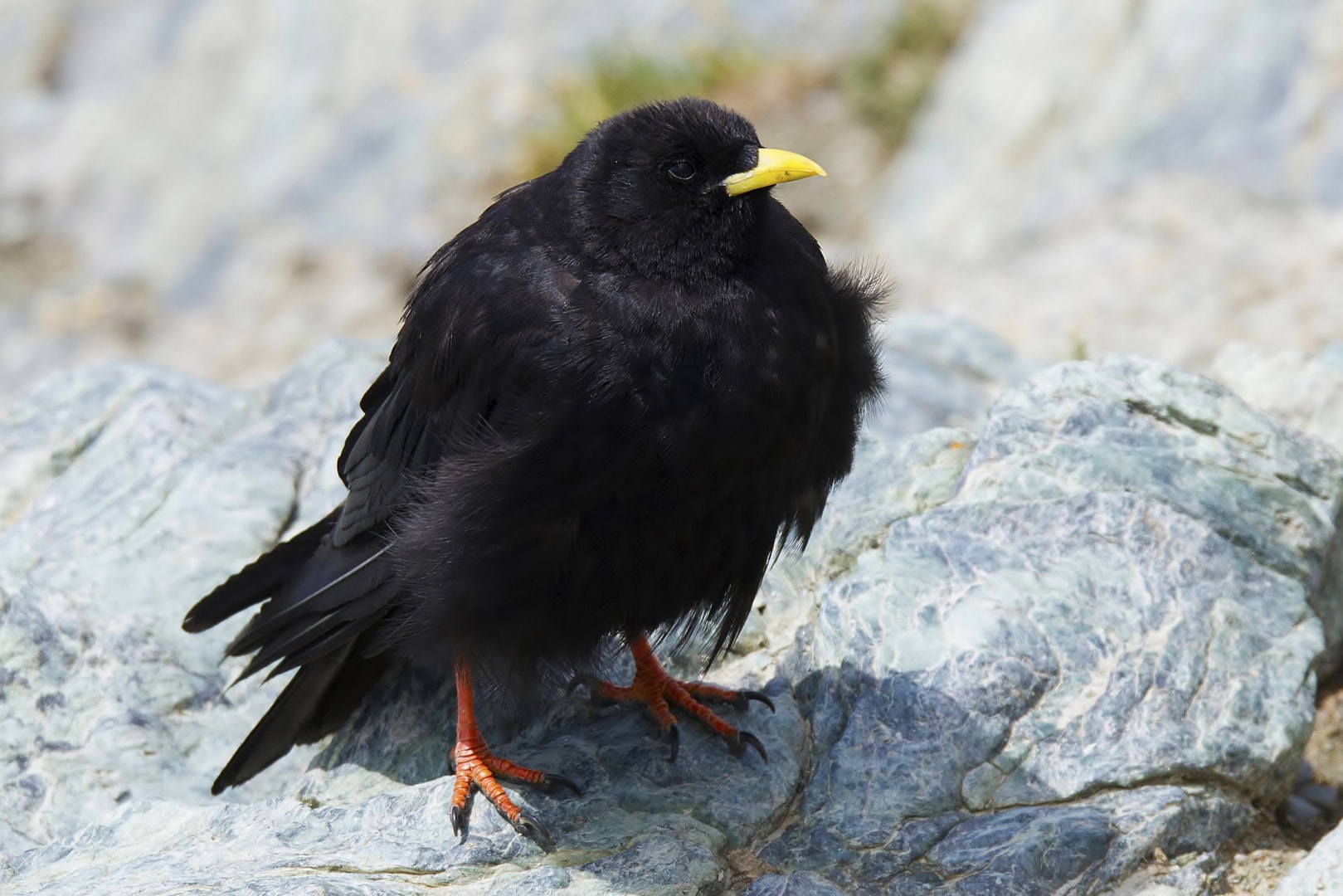 Alpine Chough by Clive Daelman - BirdGuides