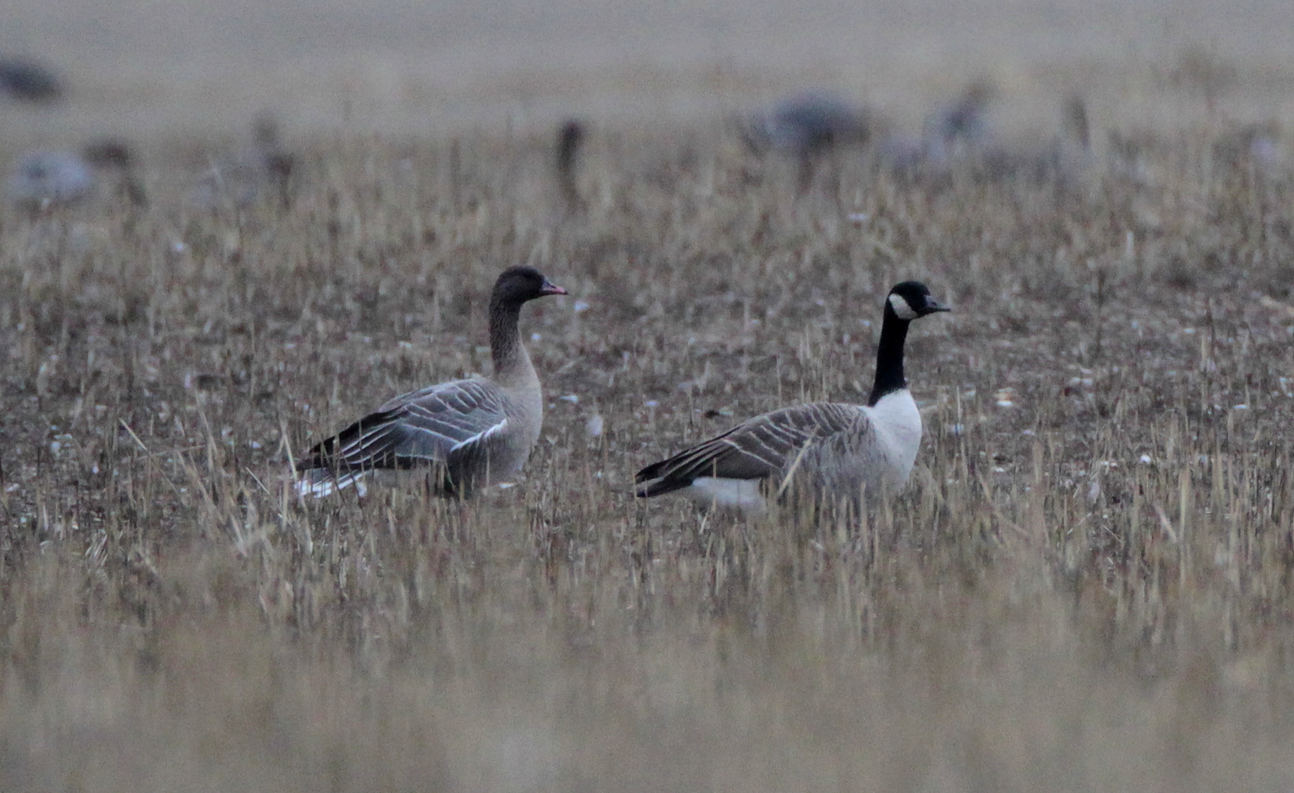 Details : Todd's Canada Goose - BirdGuides