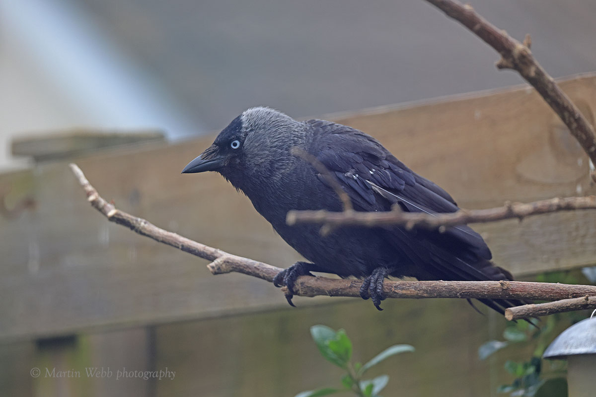 Jackdaw by Martin Webb - BirdGuides