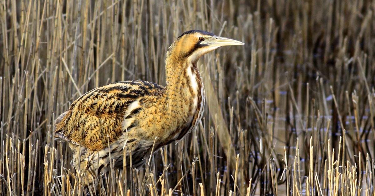 British bitterns continue to boom - BirdGuides