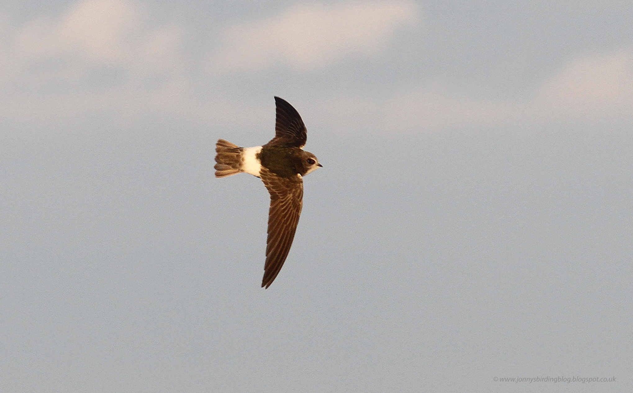 Details : Little Swift - BirdGuides