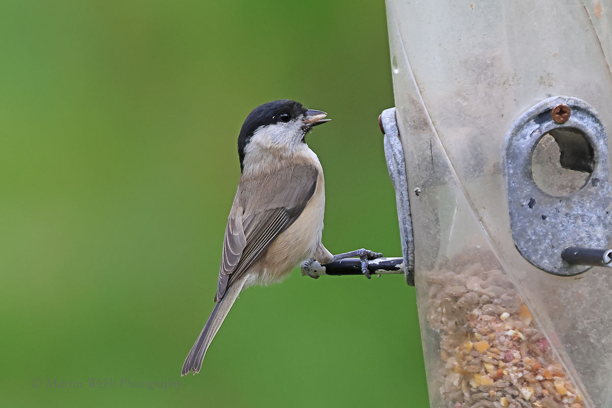 Mark Avery: lessons from the Big Garden Birdwatch - BirdGuides