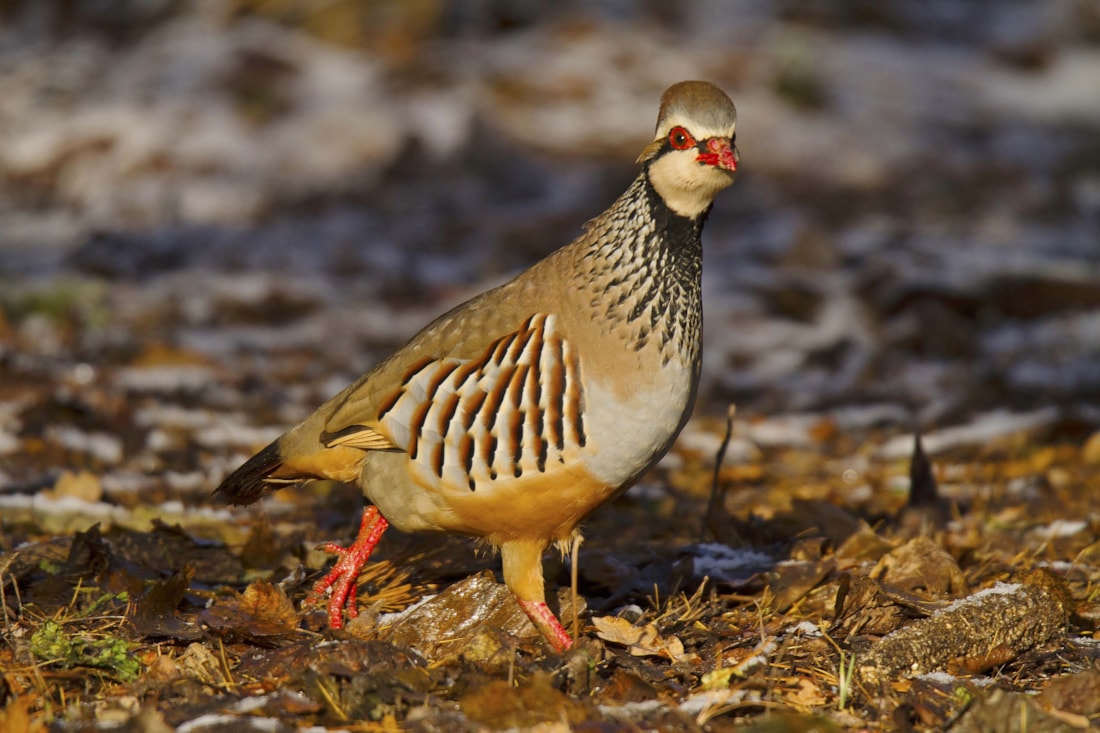 Red-legged Partridge by Clive Daelman - BirdGuides