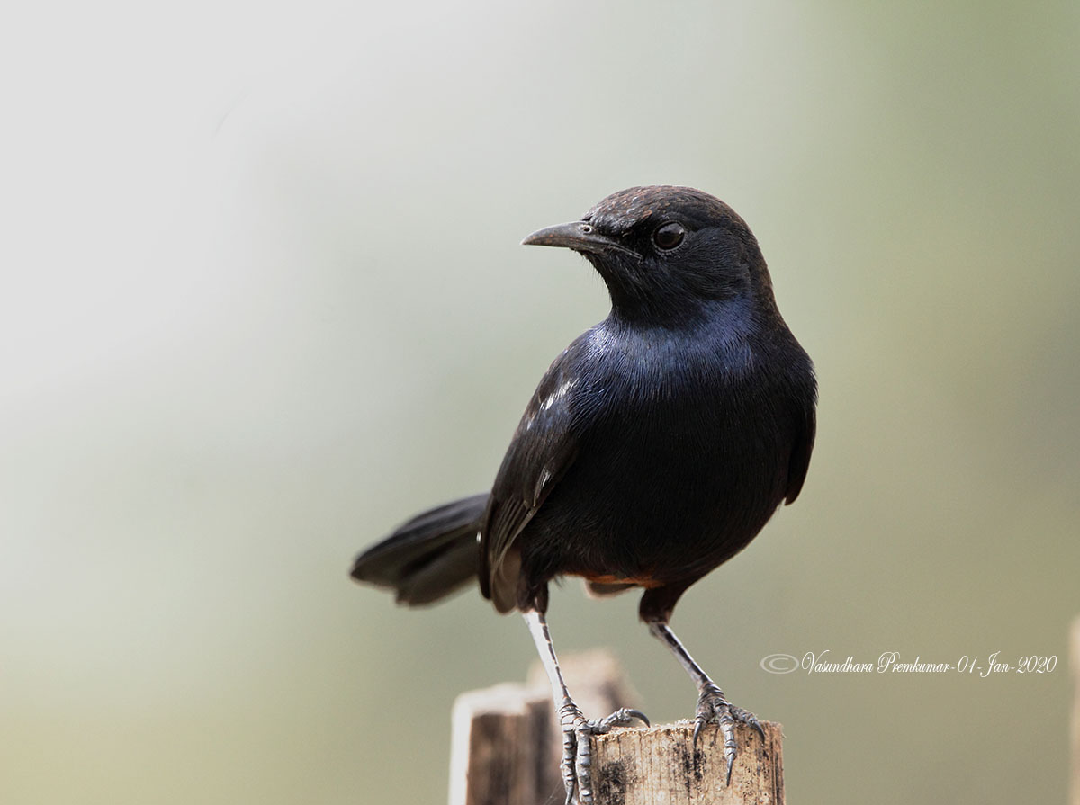 Details : Indian Robin - BirdGuides