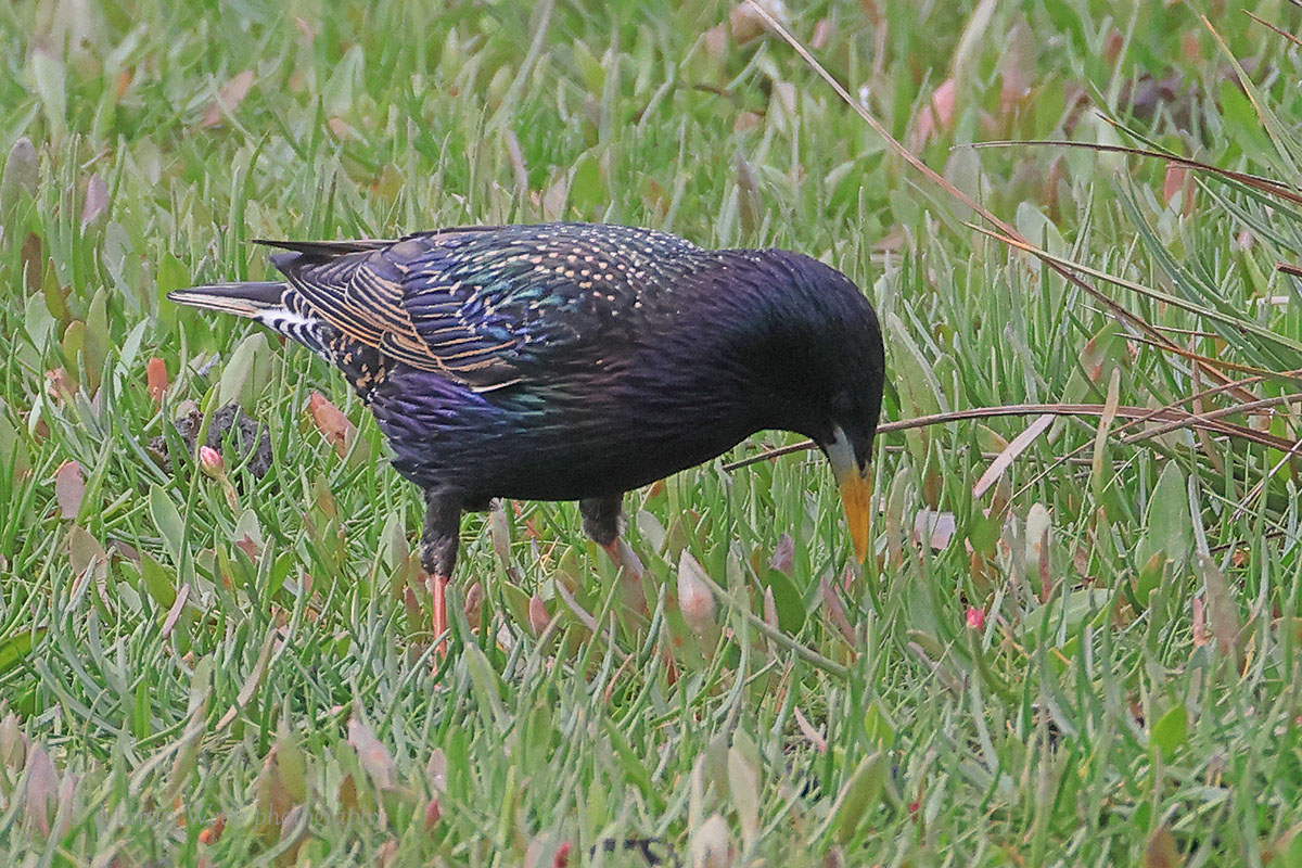 Common Starling by Martin Webb - BirdGuides