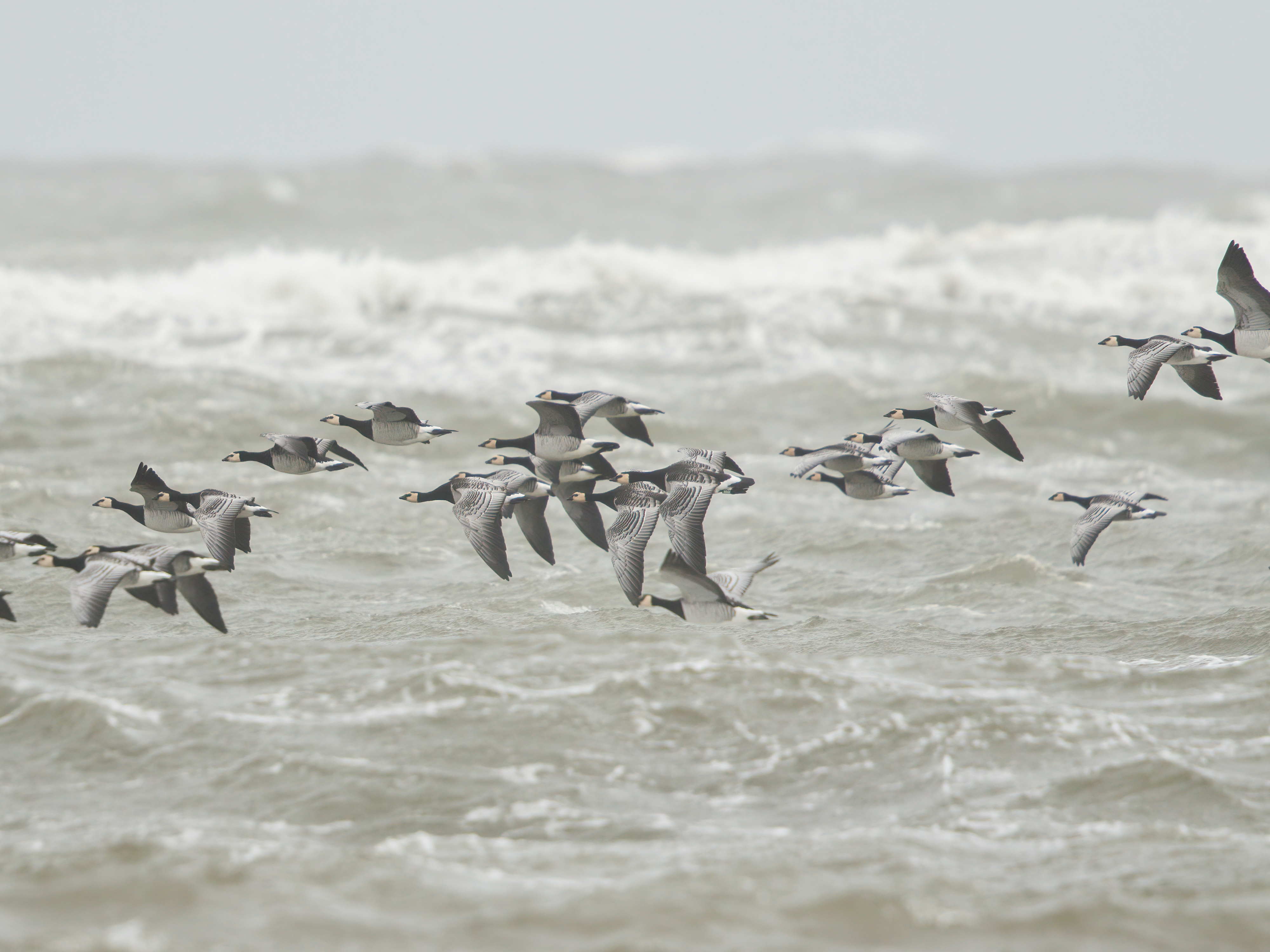 New Barnacle Goose migration record set - BirdGuides