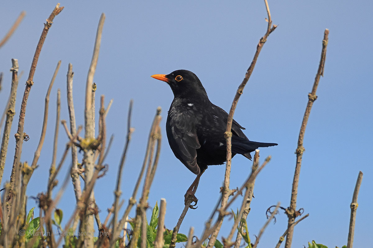 Blackbird by Martin Webb - BirdGuides