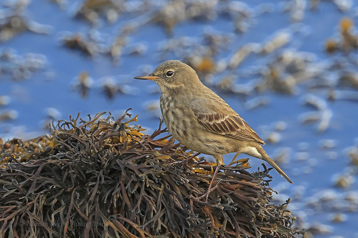 Rock Pipit by Martin Webb - BirdGuides