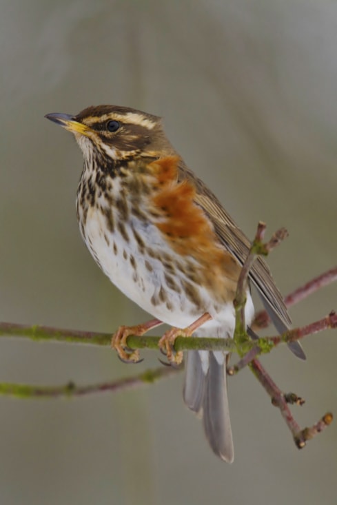 Redwing by Clive Daelman - BirdGuides