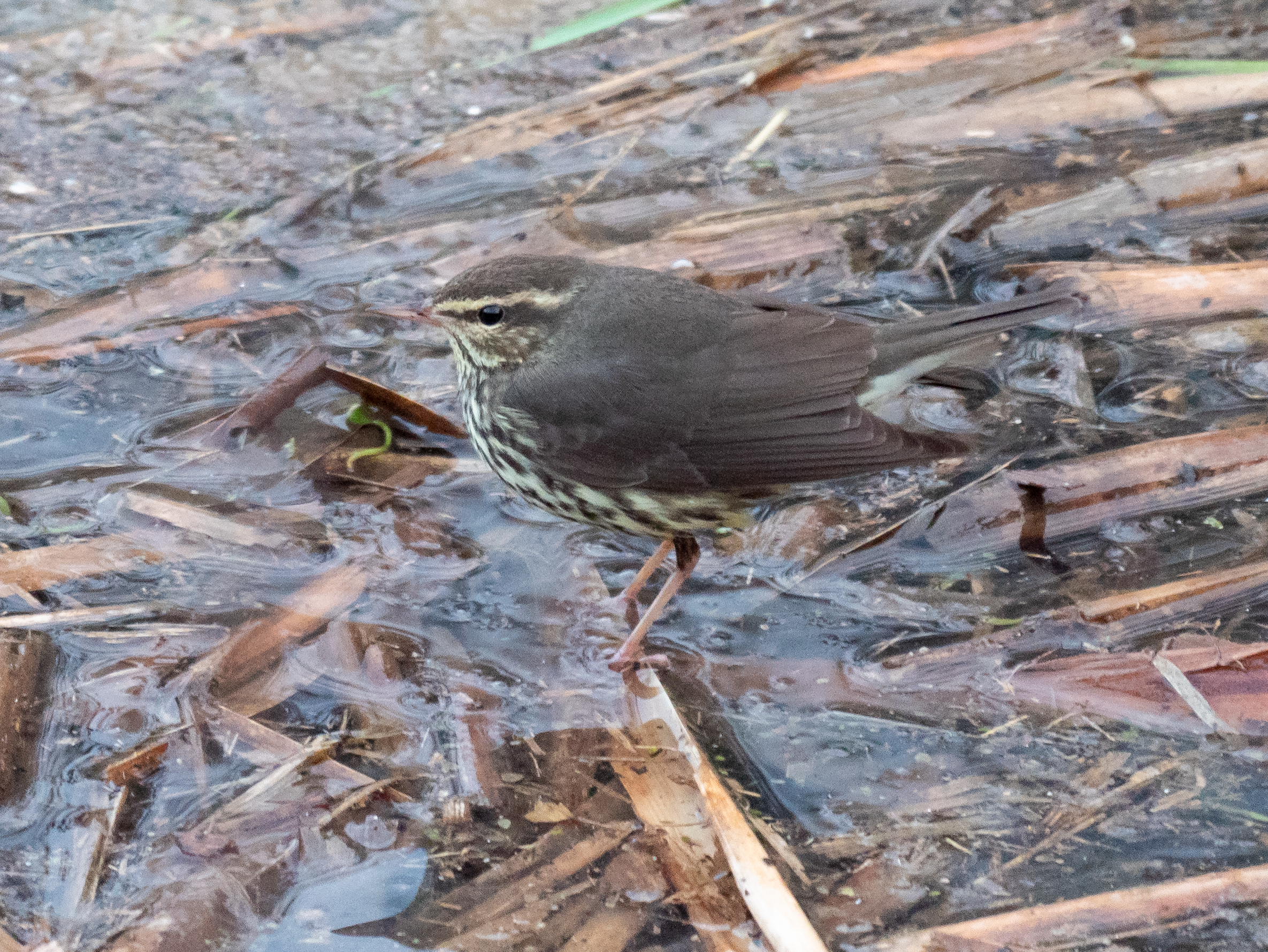 Northern Waterthrush by Malvin Fuller - BirdGuides