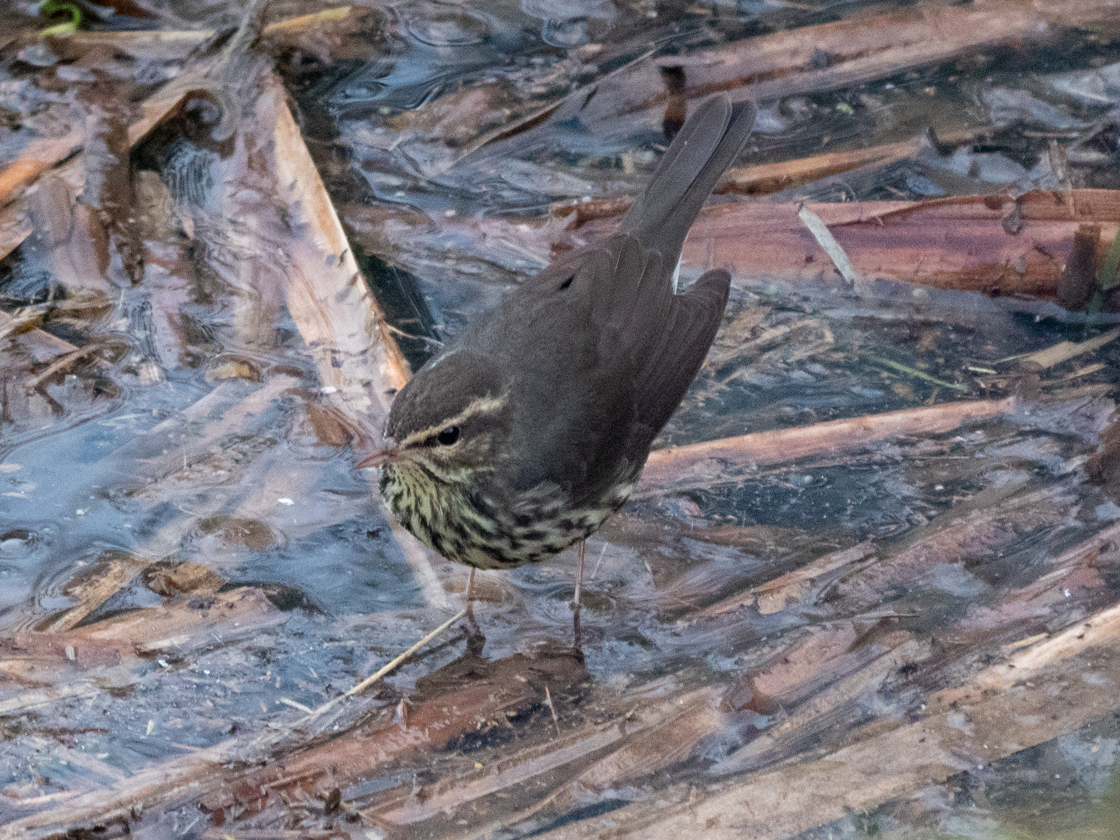 Northern Waterthrush by Malvin Fuller - BirdGuides