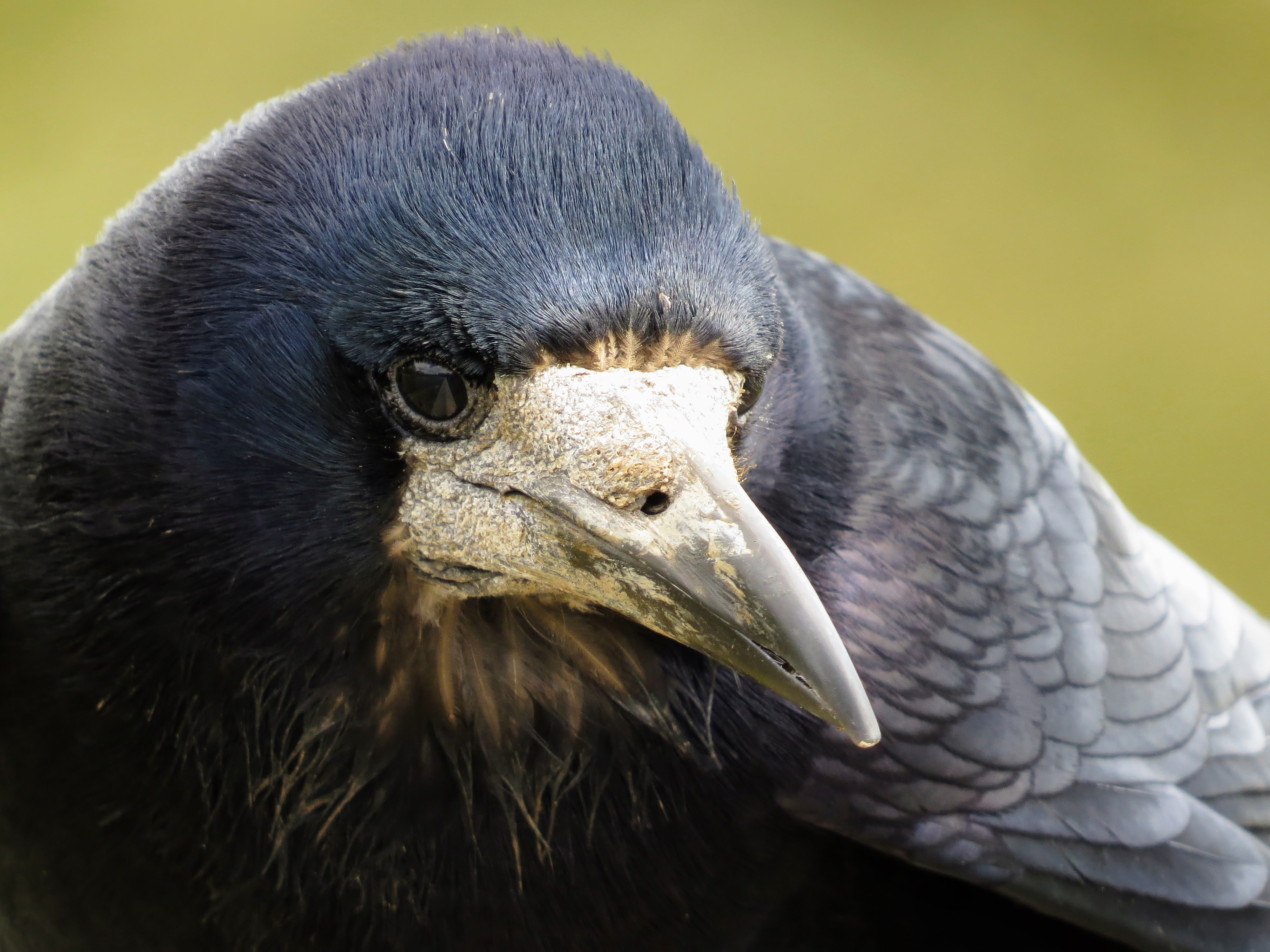 Rook by Joe Honeysett - BirdGuides