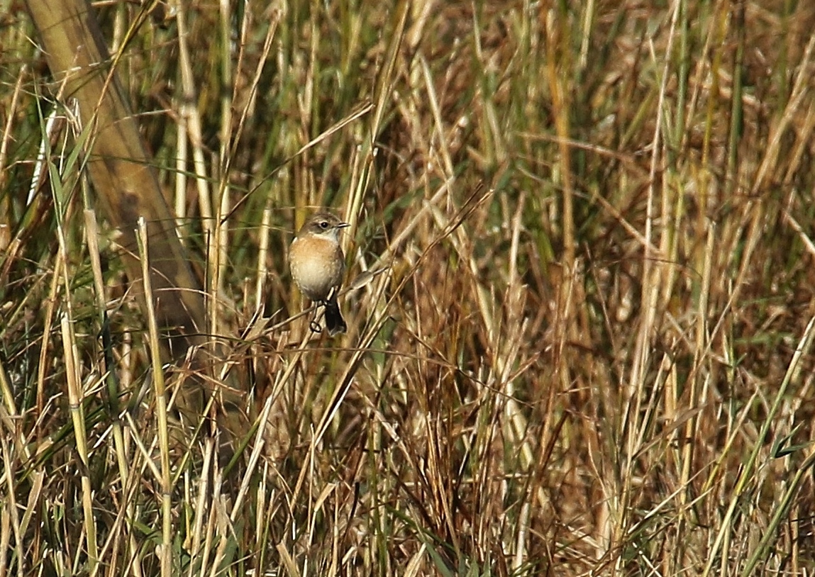 Amur Stonechat by Tony Sutton - BirdGuides