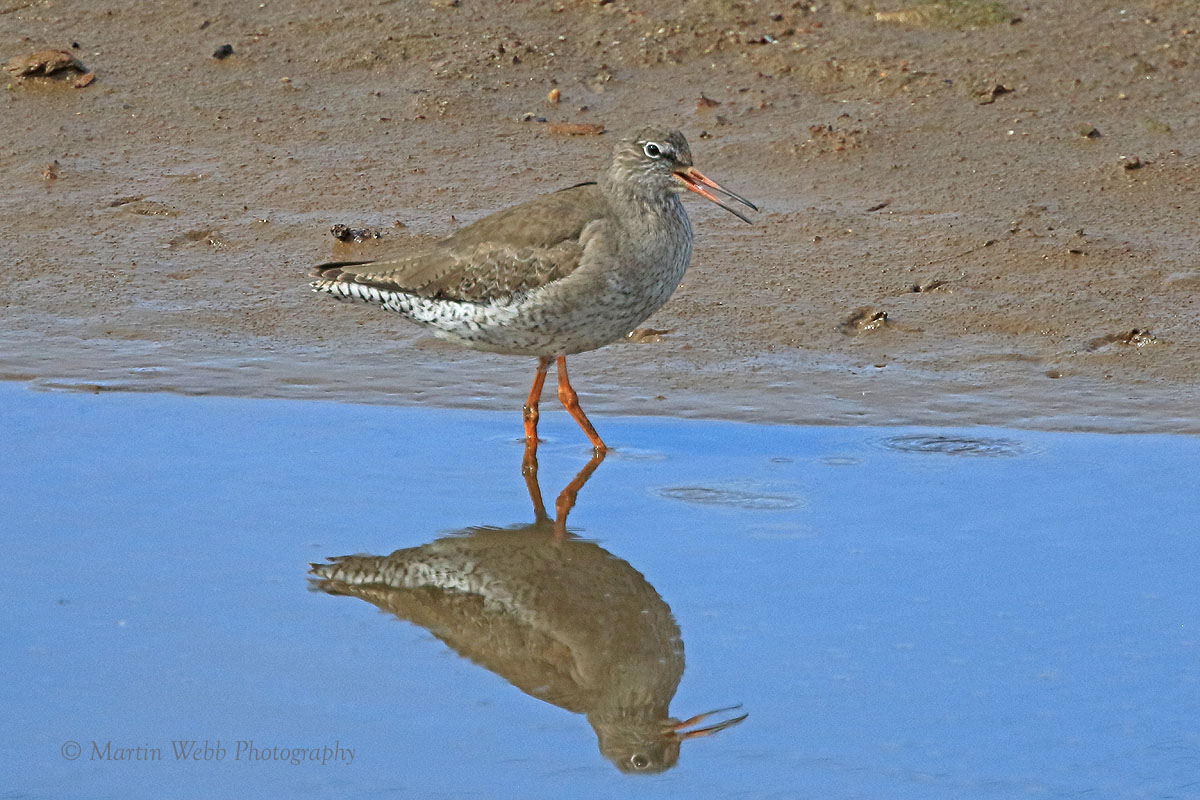 Common Redshank by Martin Webb - BirdGuides