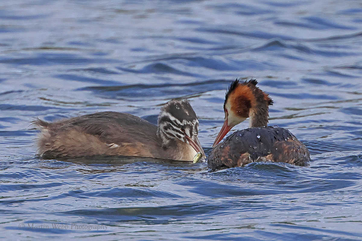 Great Crested Grebe by Martin Webb - BirdGuides