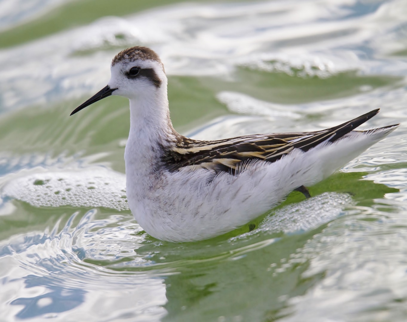 Red-necked Phalarope by Clive Daelman - BirdGuides
