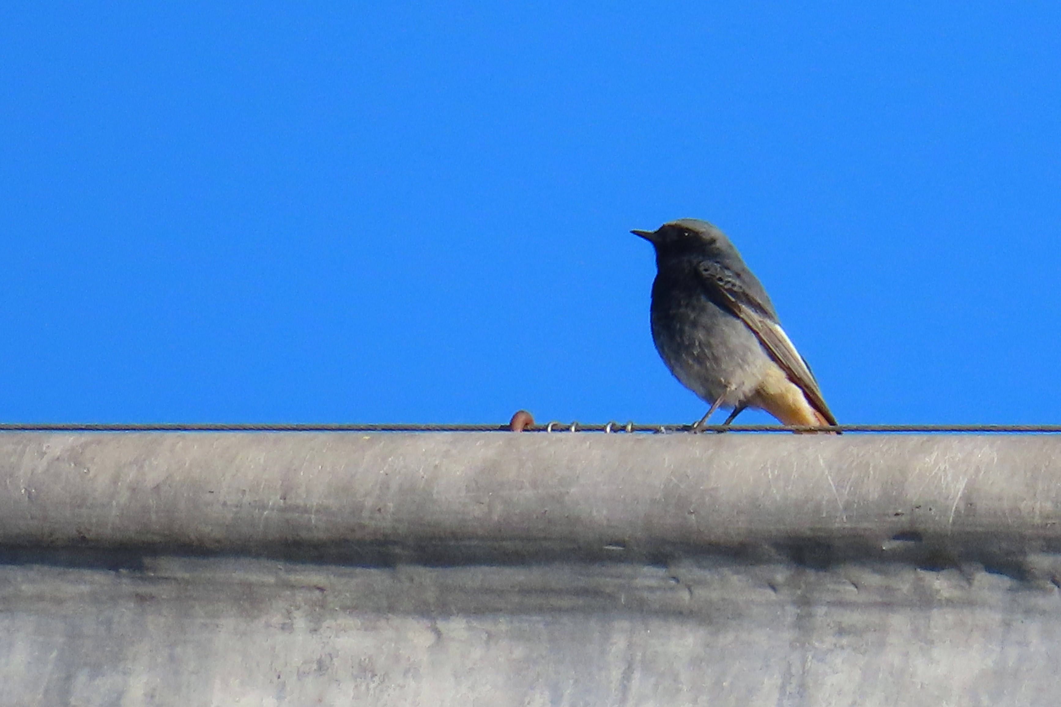 Black Redstart by Neil Mitchell - BirdGuides