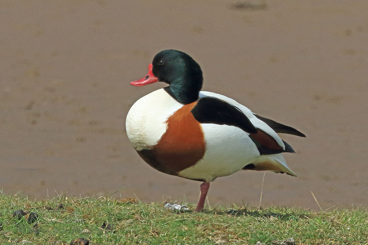 Common Shelduck by Martin Webb - BirdGuides