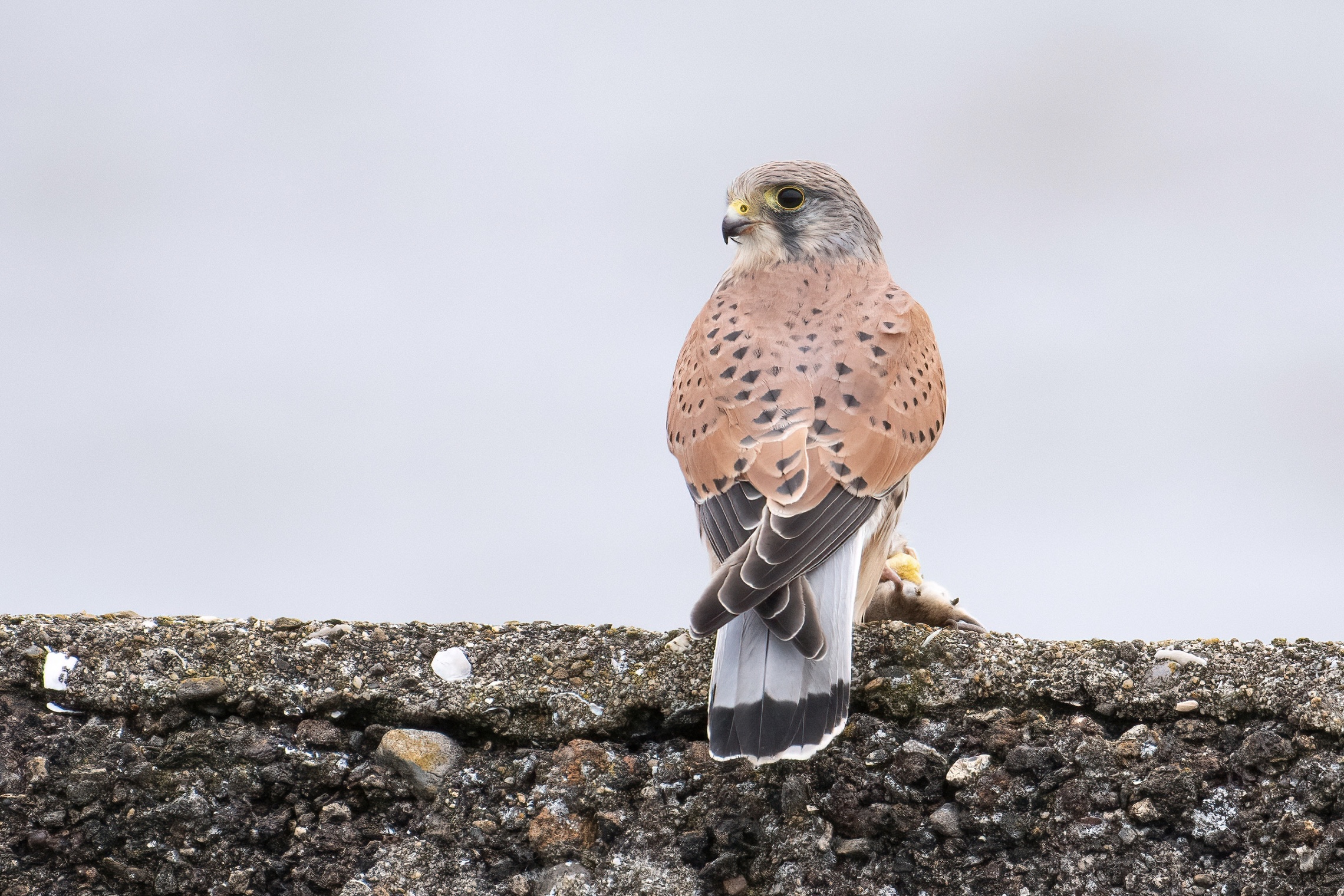 Natural England halts 'wild take' licensing for falconry and aviculture ...