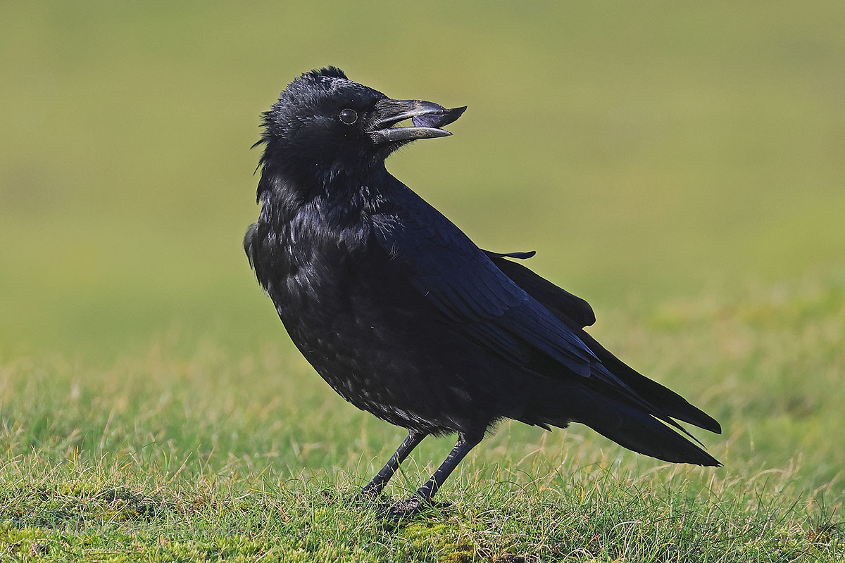 Carrion Crow by Martin Webb - BirdGuides