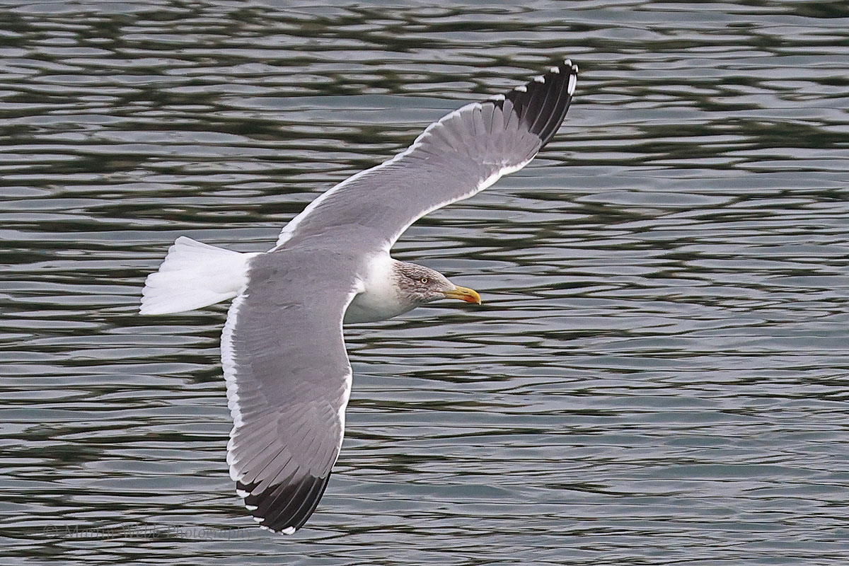 Azores Gull by Martin Webb - BirdGuides