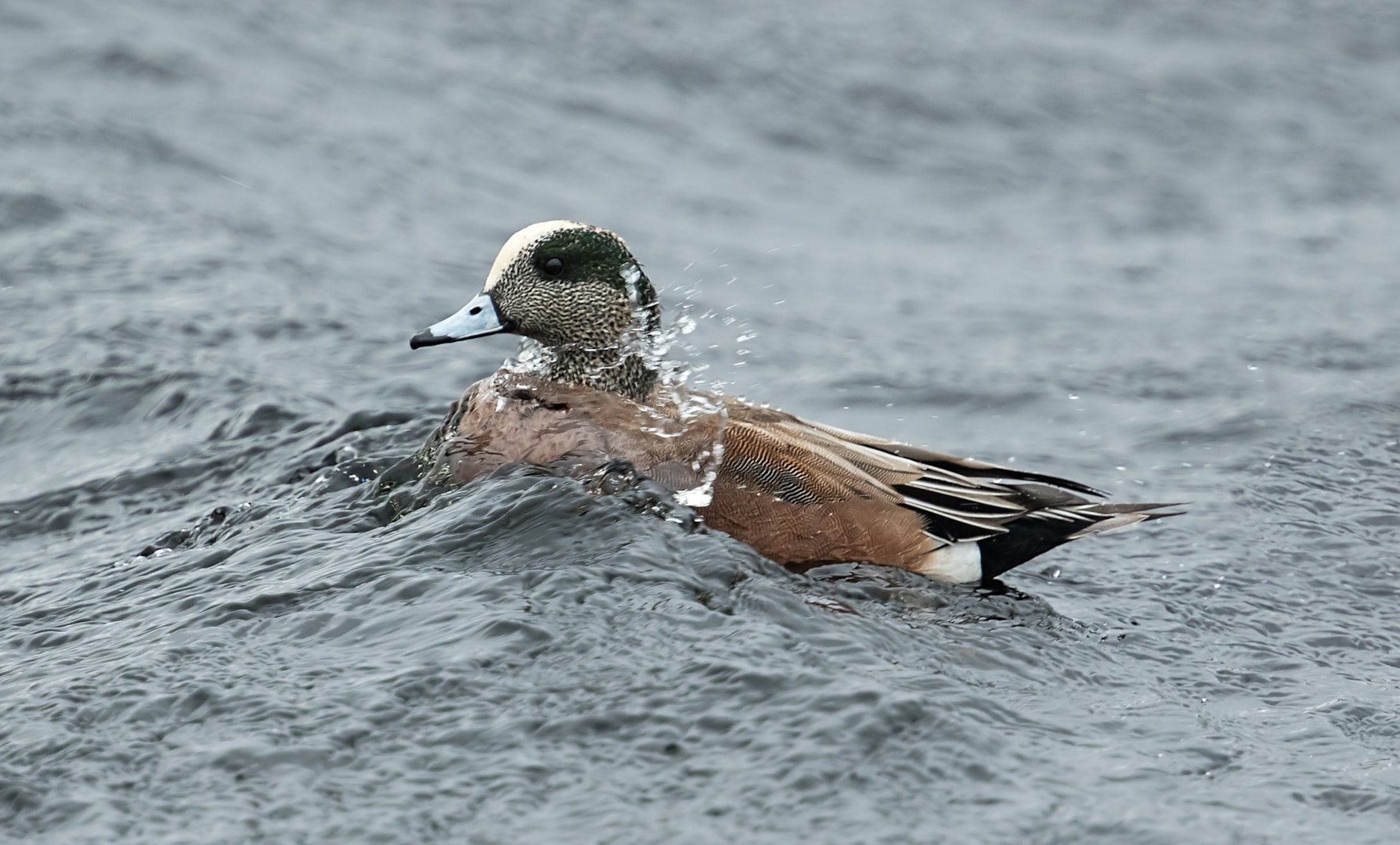 American Wigeon by Nigel Sprowell - BirdGuides