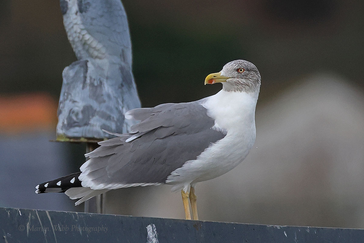Azores Gull by Martin Webb - BirdGuides