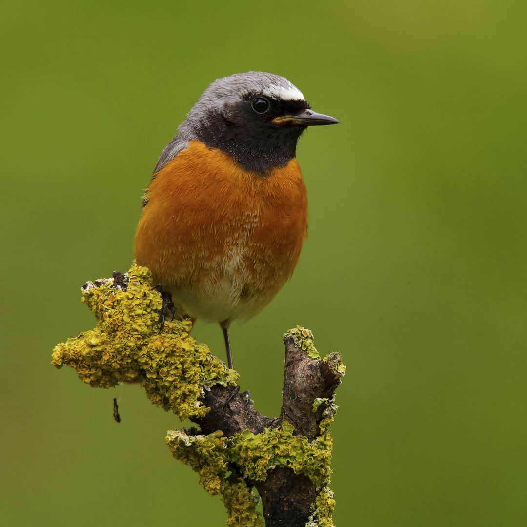 Common Redstart by Clive Daelman - BirdGuides