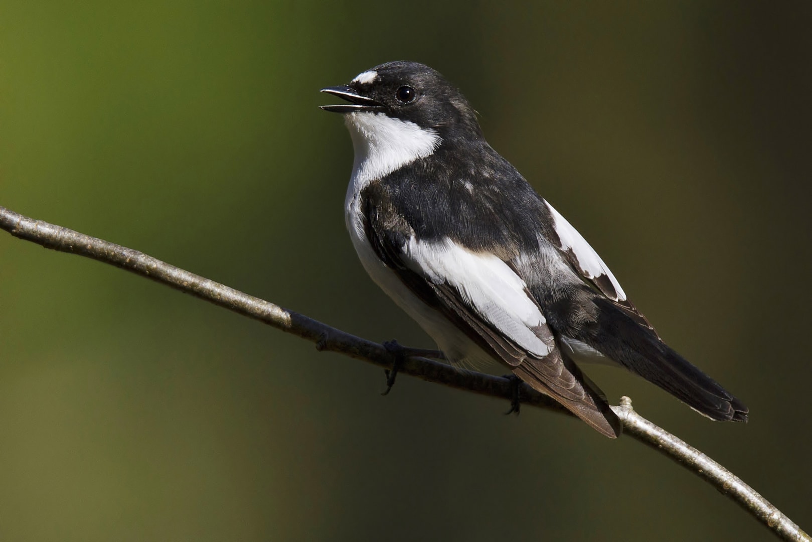 Pied Flycatcher by Clive Daelman - BirdGuides