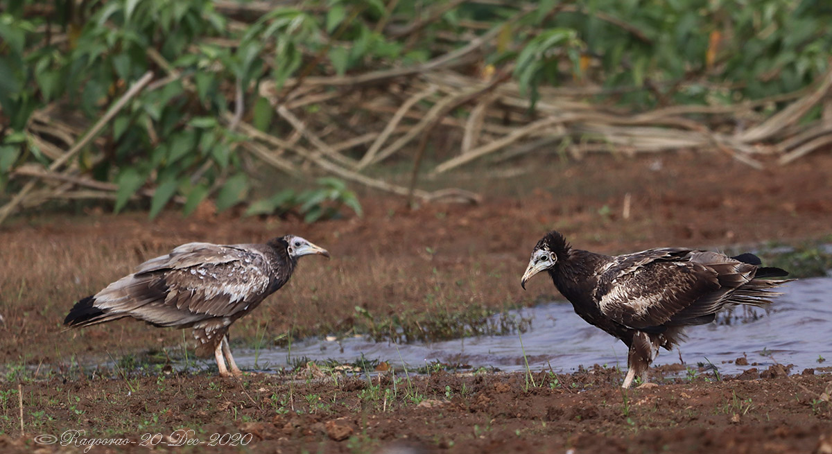 Egyptian Vulture by Ragoo Rao - BirdGuides
