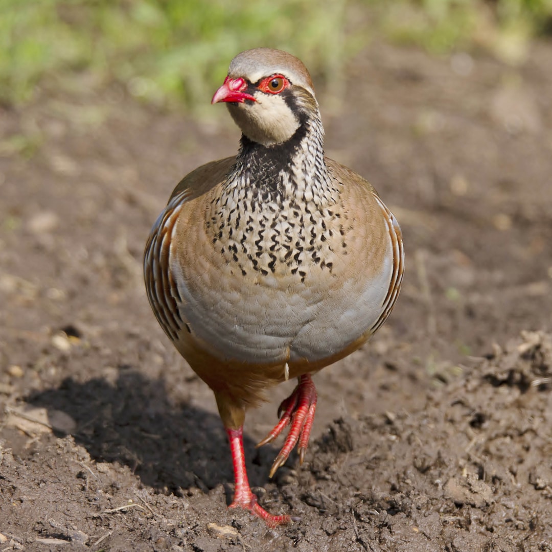 Red-legged Partridge by Clive Daelman - BirdGuides