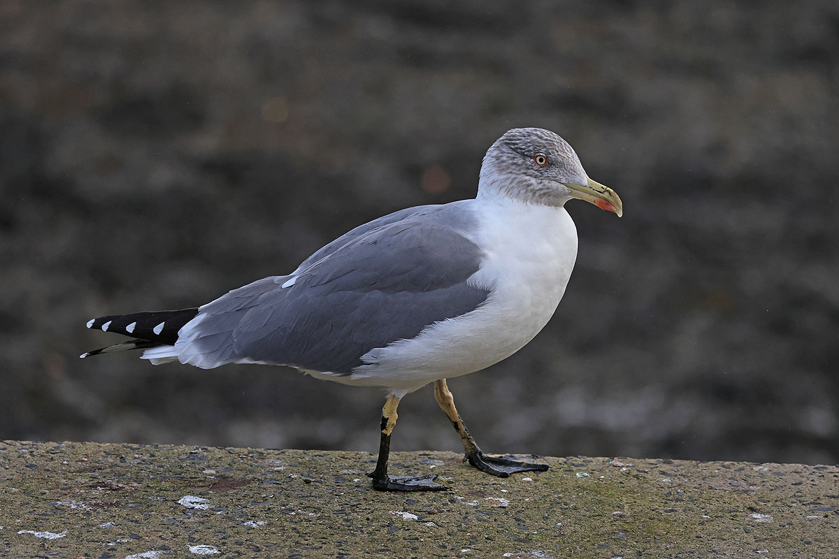 Azores Gull by Martin Webb - BirdGuides