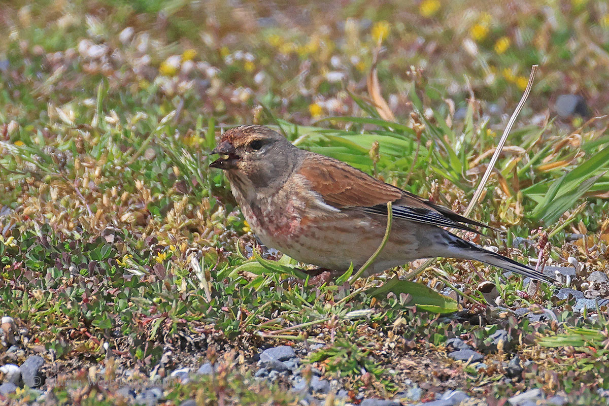 Birdwatching Sites in Cornwall - BirdGuides