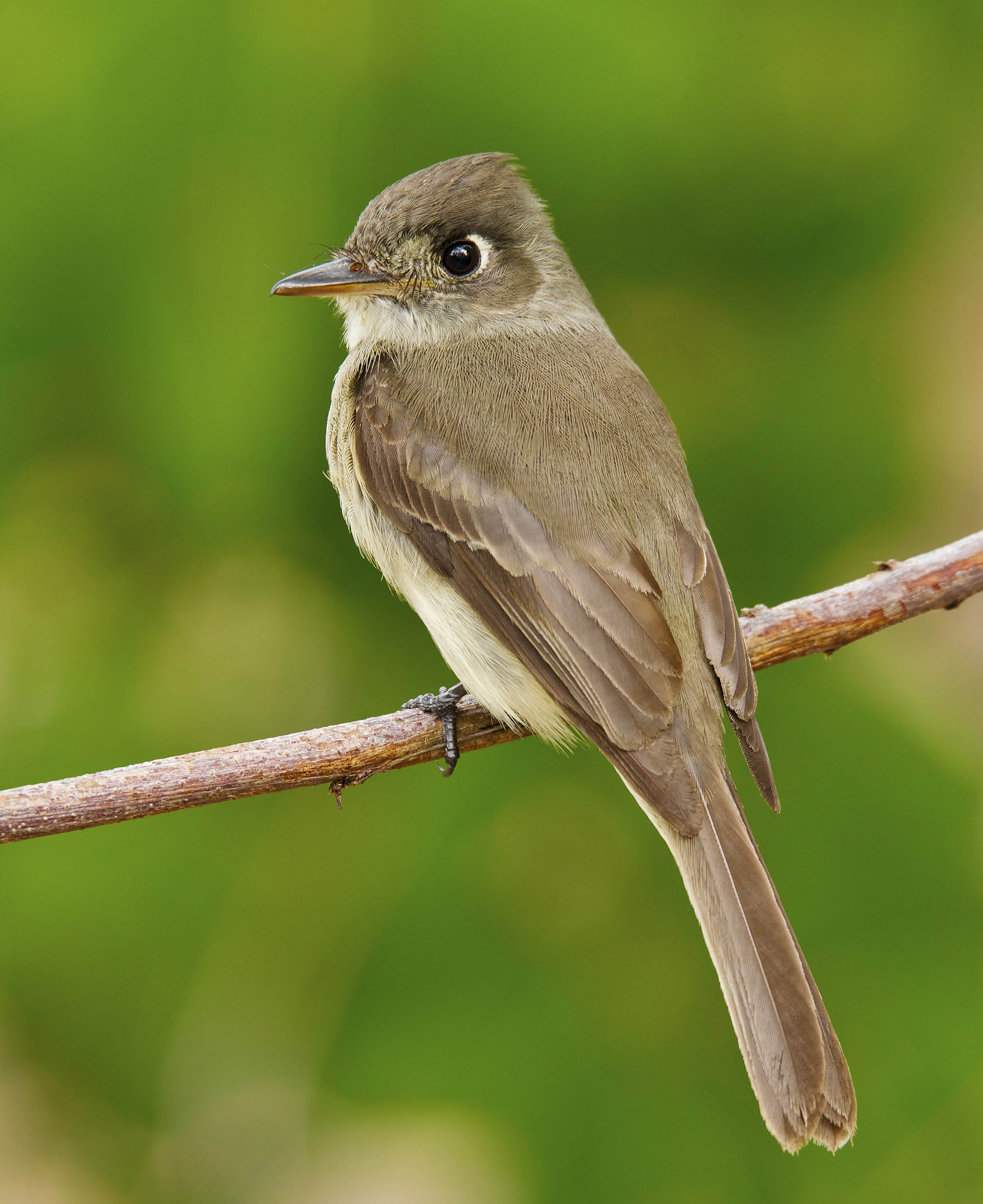 Details : Cuban Pewee - BirdGuides