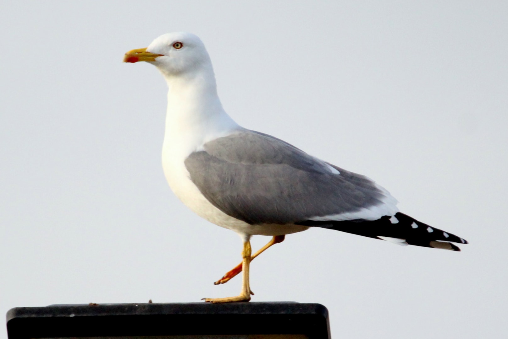 Yellow-legged Gull by Kris Webb - BirdGuides