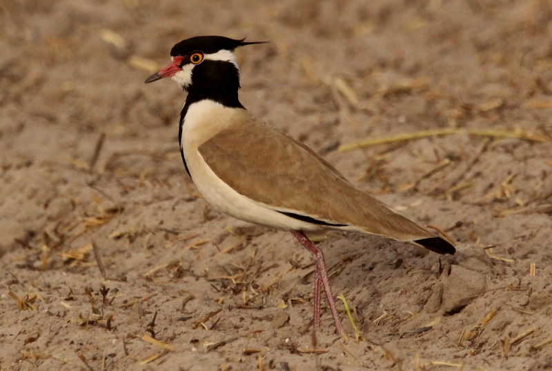 Details : Black-headed Lapwing - BirdGuides