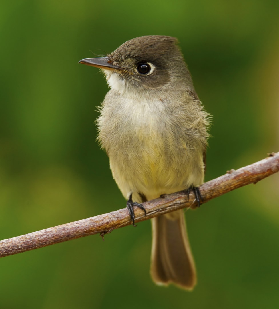 Cuban Pewee by Clive Daelman - BirdGuides
