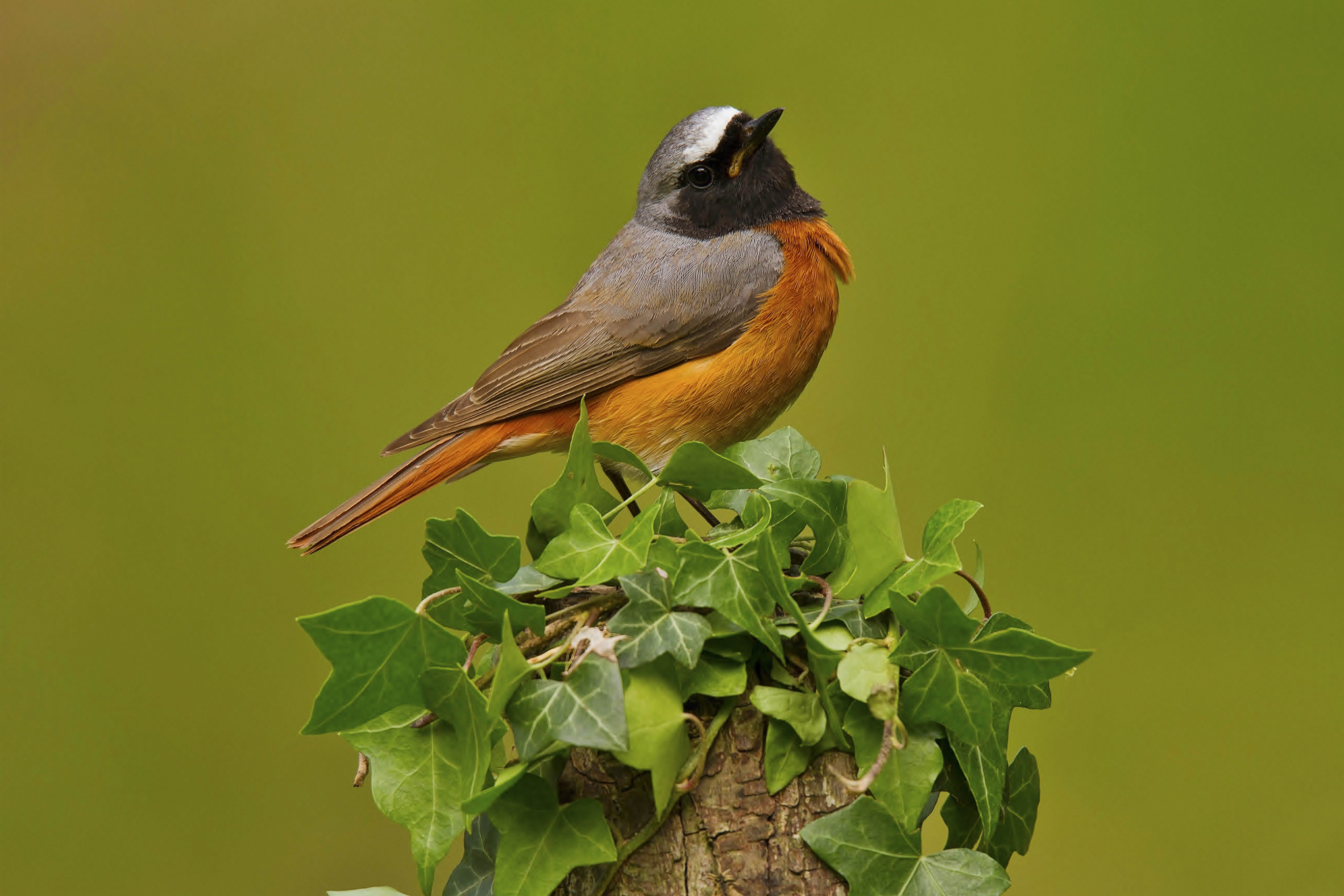 Details : Common Redstart - BirdGuides