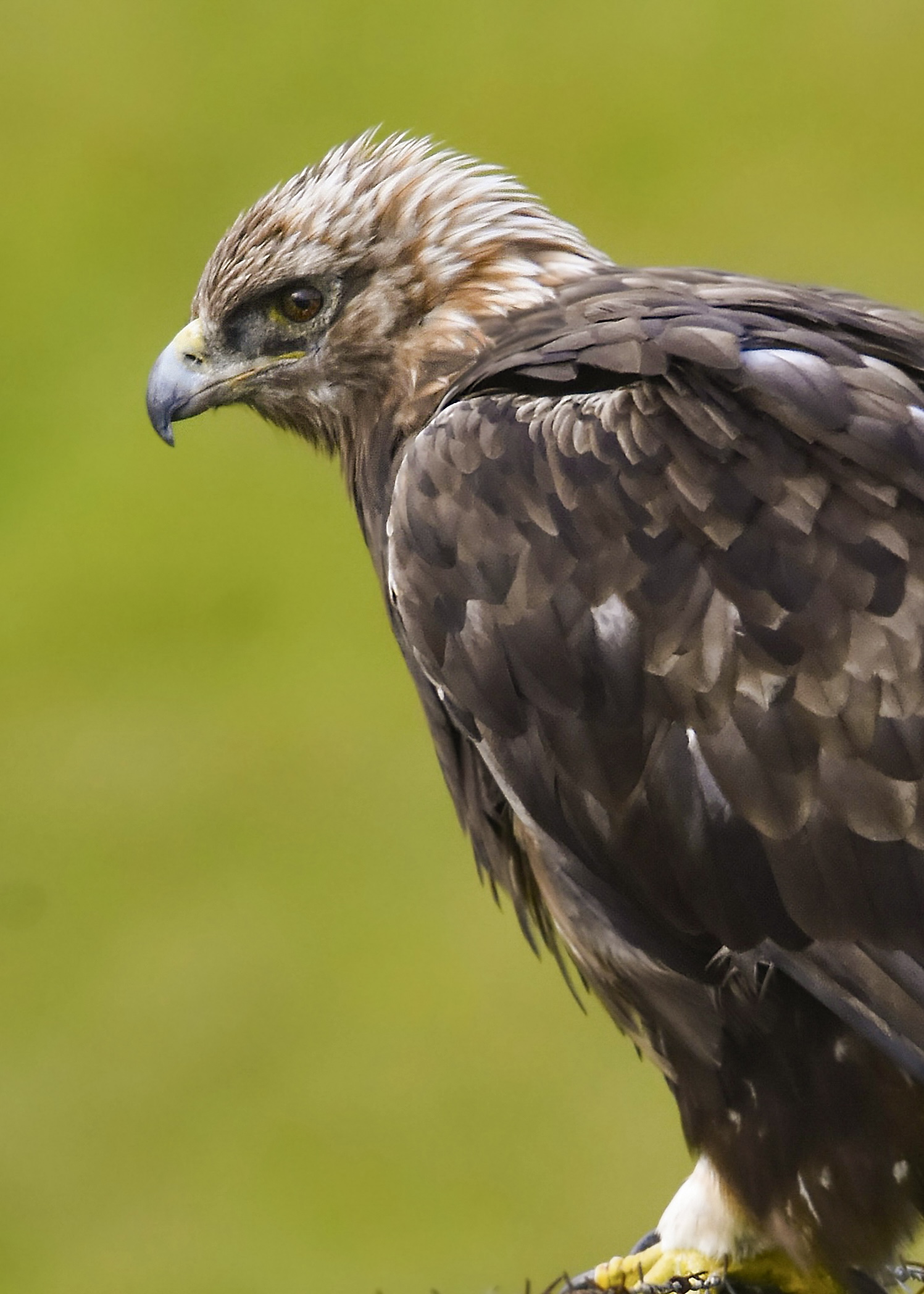 Mutilated Golden Eagle found in bag - BirdGuides