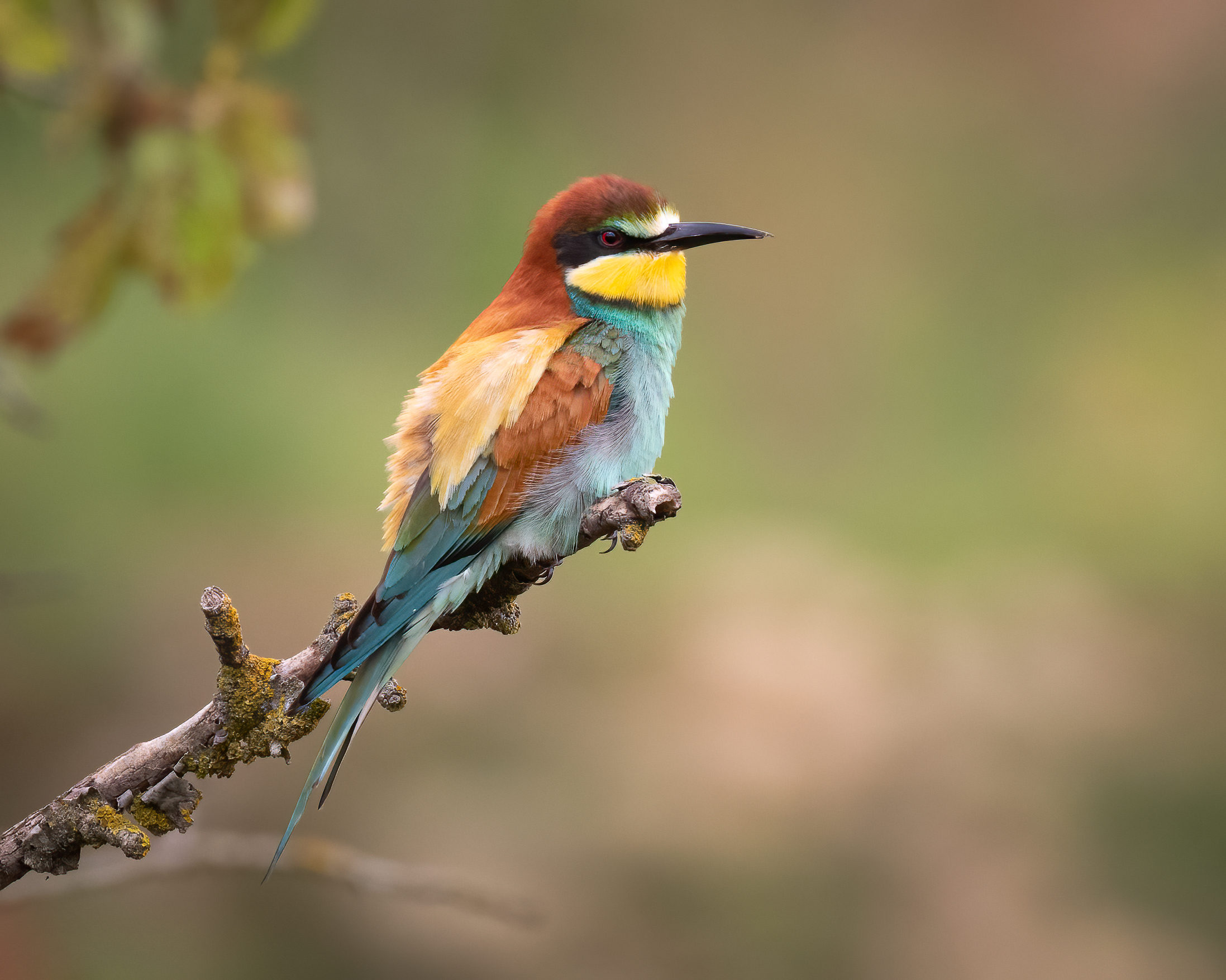 Bee-eaters nest in Norfolk for first time - BirdGuides
