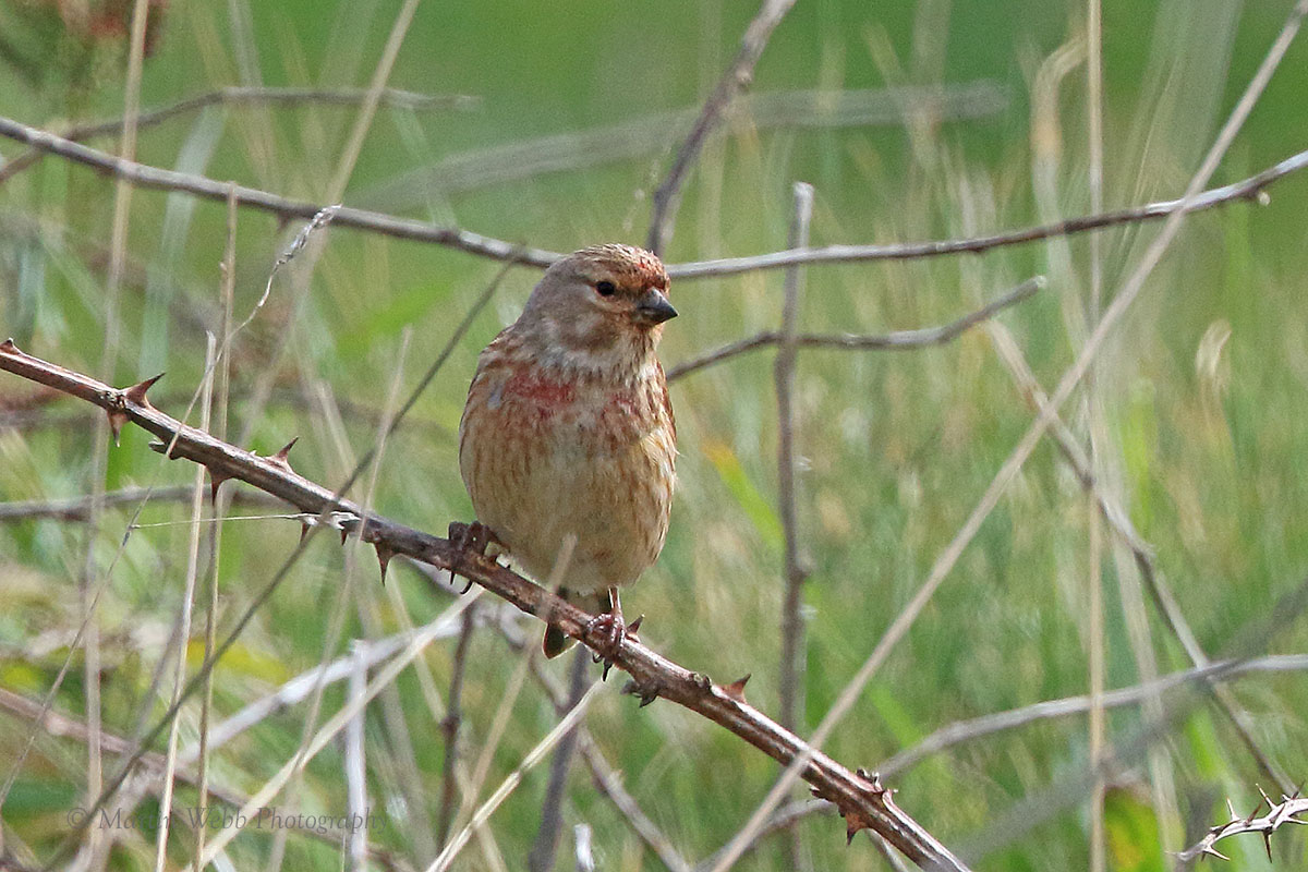 Common Linnet by Martin Webb - BirdGuides