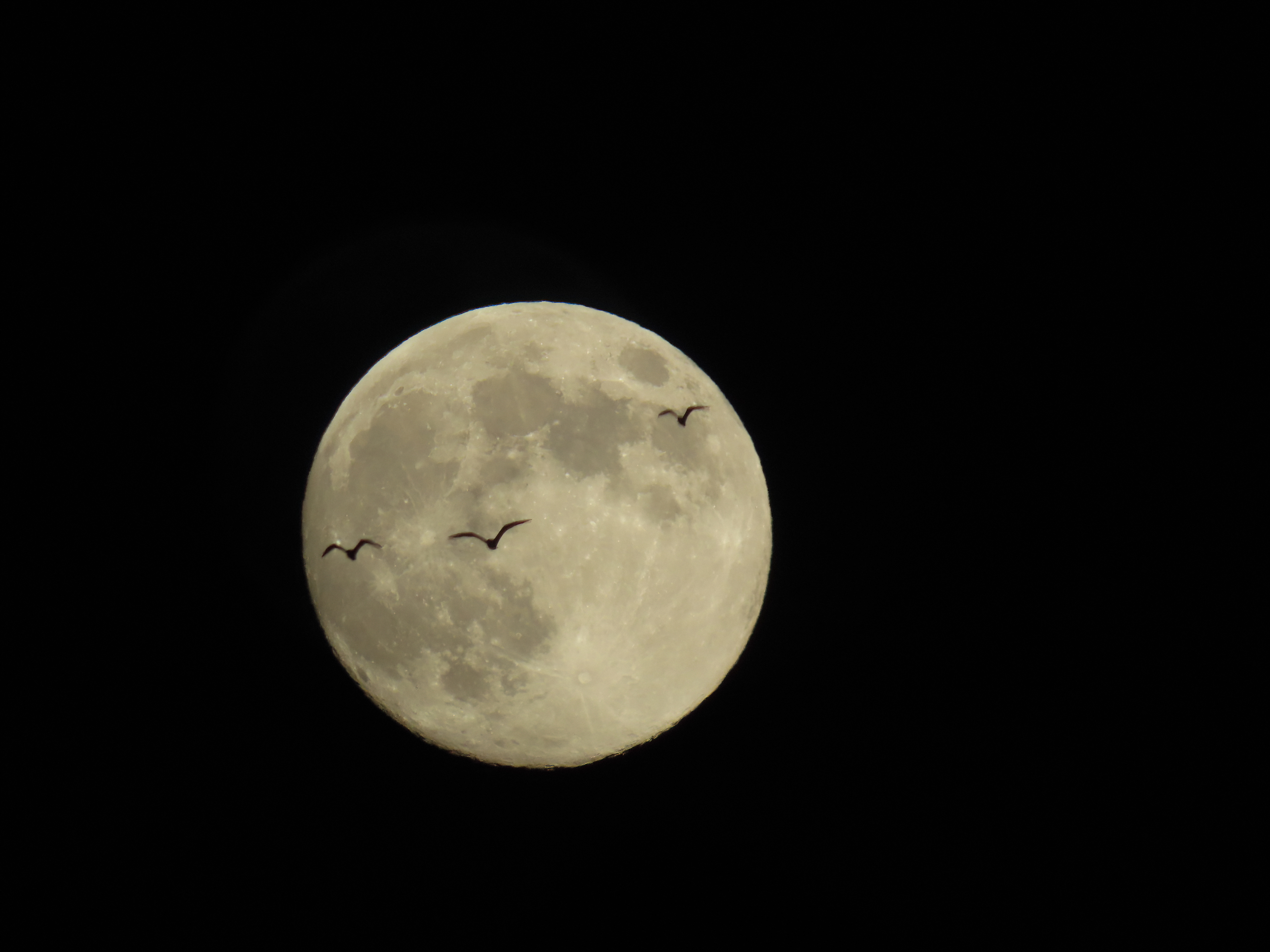 Black-headed Gull by Stephen Pogson - BirdGuides