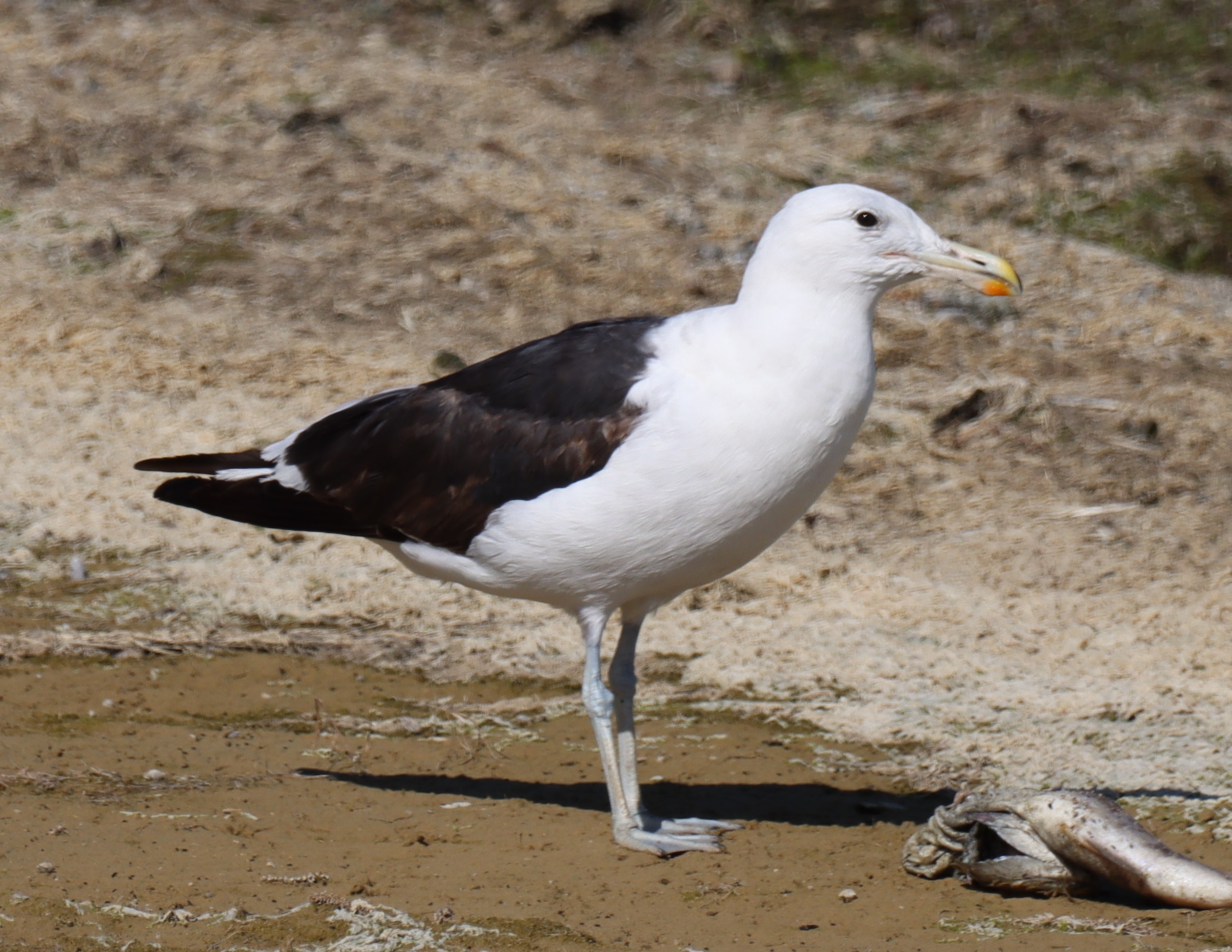 Cape Gull by David williamson - BirdGuides