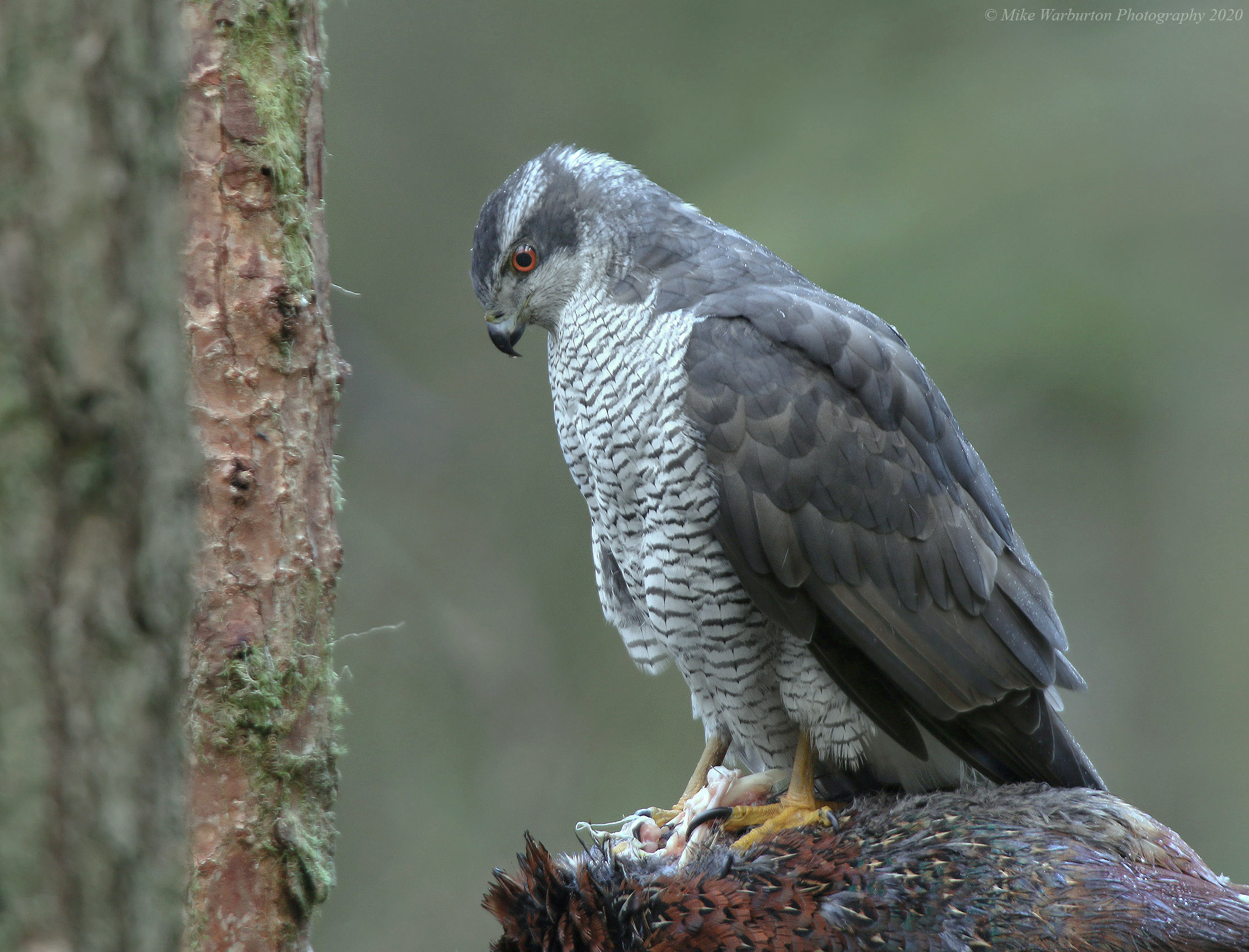 Eurasian Goshawk by Mike Warburton - BirdGuides